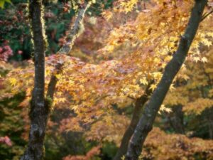 9 Stunning & Surprising Fall Hikes in Washington State • Small Town ...