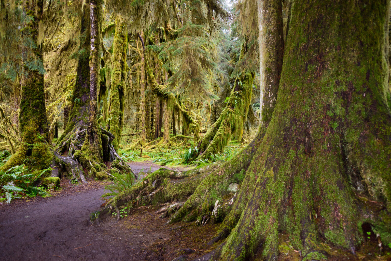 21 Best Hikes in Washington State • Small Town Washington