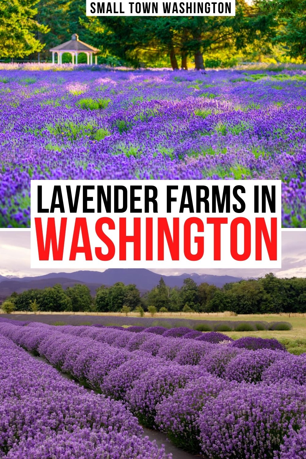 9 Lovely Lavender Farms and Fields in Washington • Small Town Washington