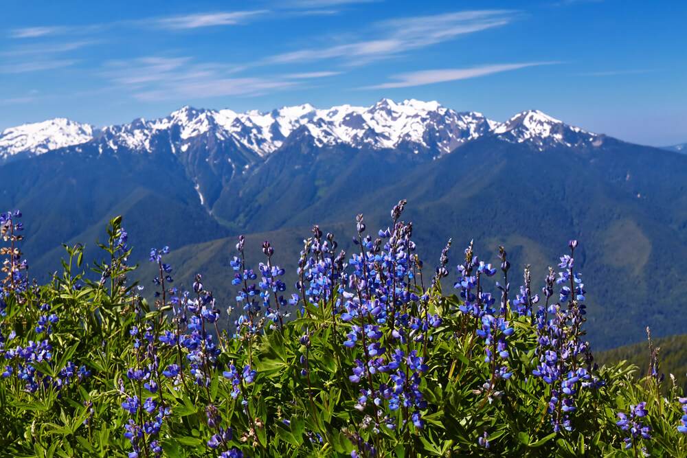 15 Best Wildflower Hikes in Washington State • Small Town Washington