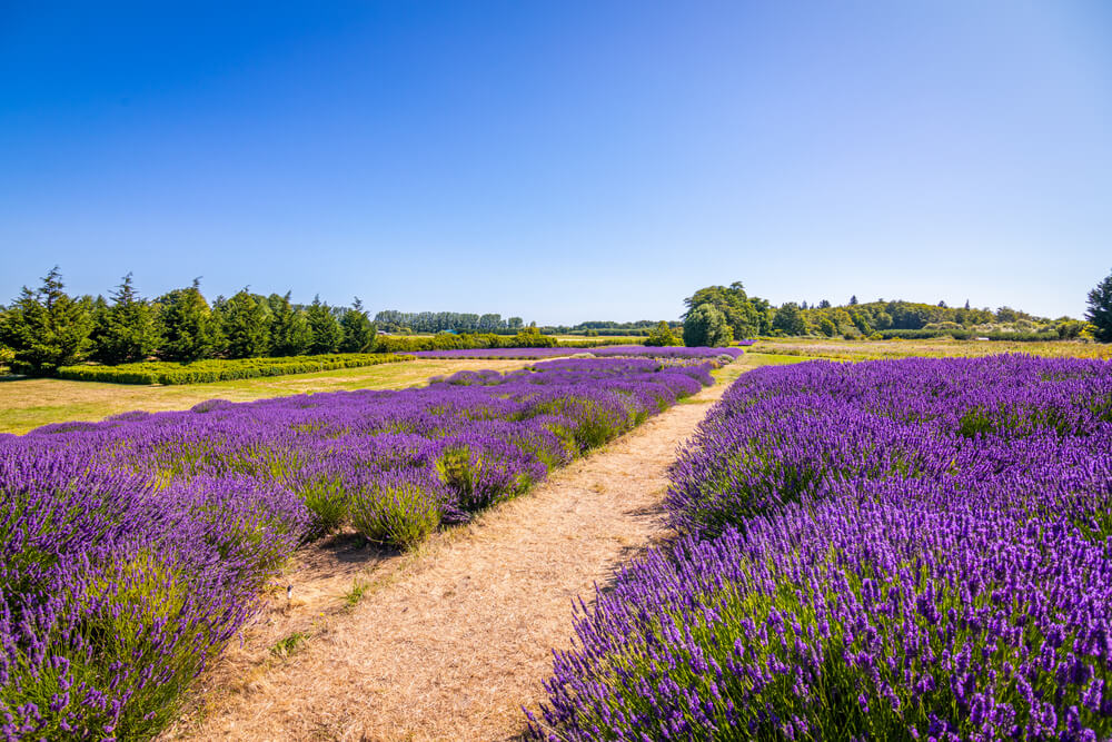 9 Lovely Lavender Farms and Fields in Washington • Small Town Washington