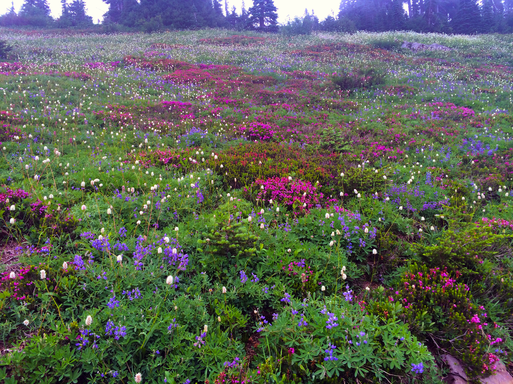 15 Best Wildflower Hikes in Washington State • Small Town Washington