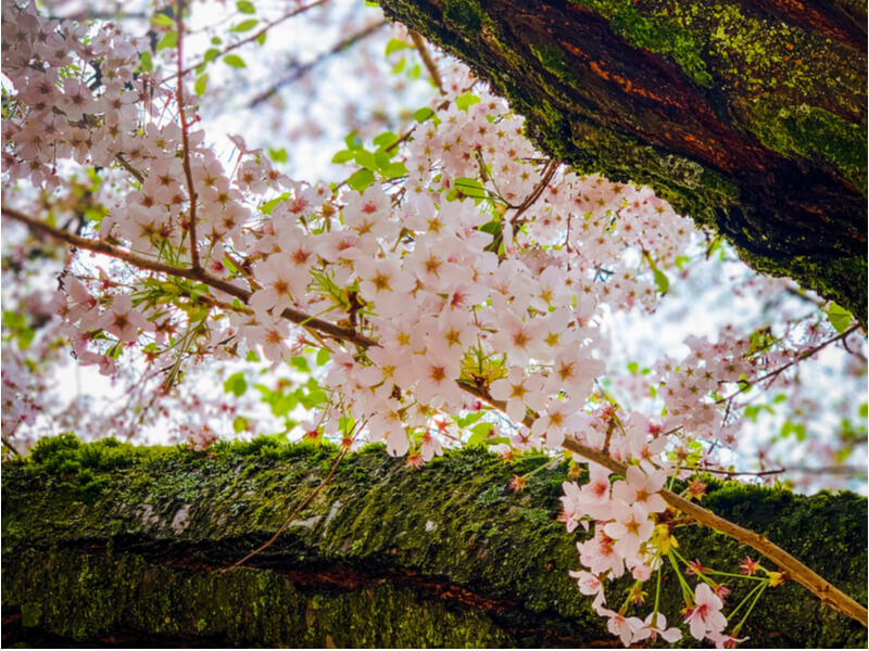 9 Best Places to Find Cherry Blossoms in Seattle • Small Town Washington