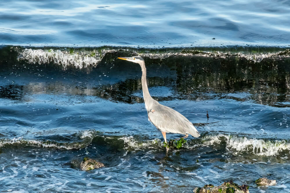 8 Reasons to Visit Double Bluff Beach on Whidbey Island, WA