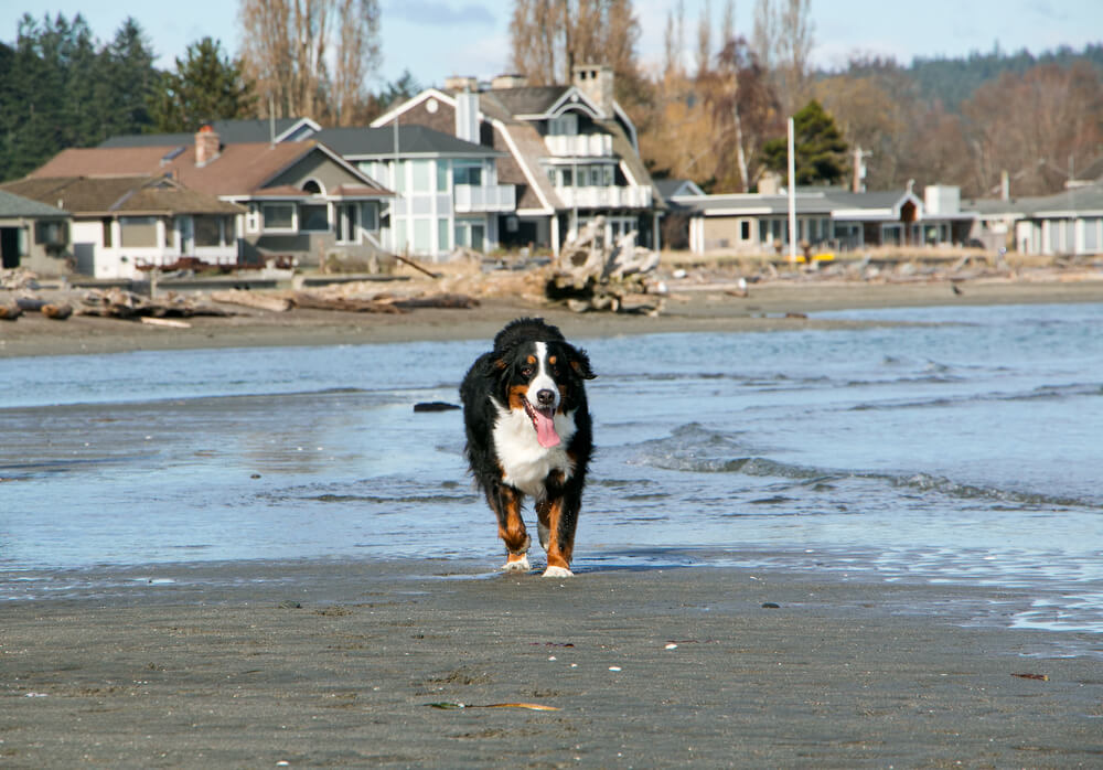 8 Reasons to Visit Double Bluff Beach on Whidbey Island, WA