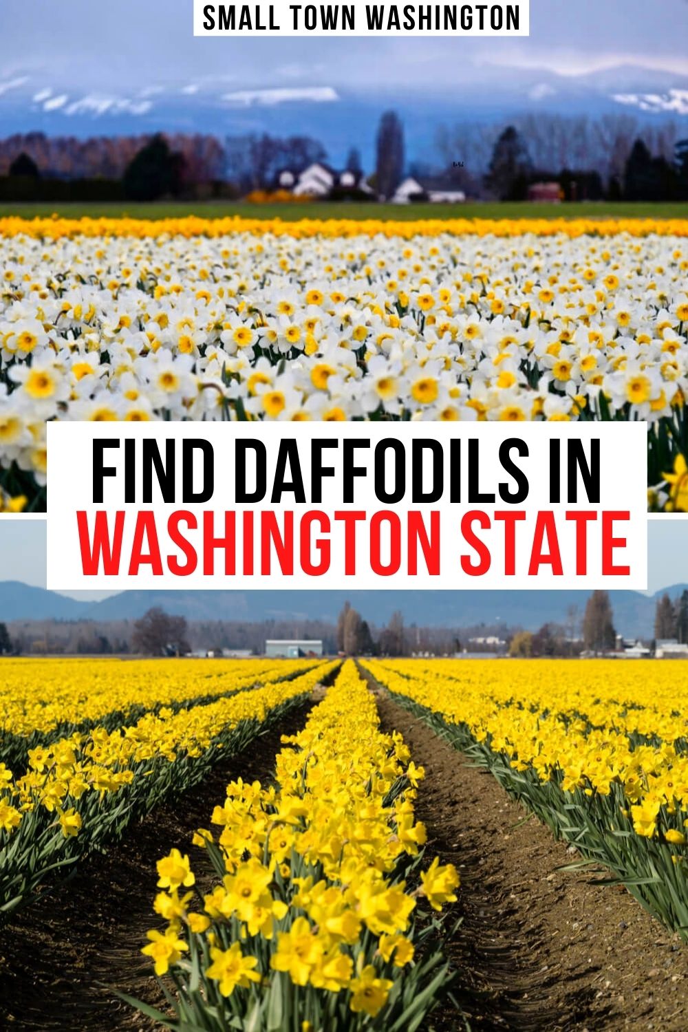 Skagit Valley Daffodils: Where to Find Them + Festival Facts!