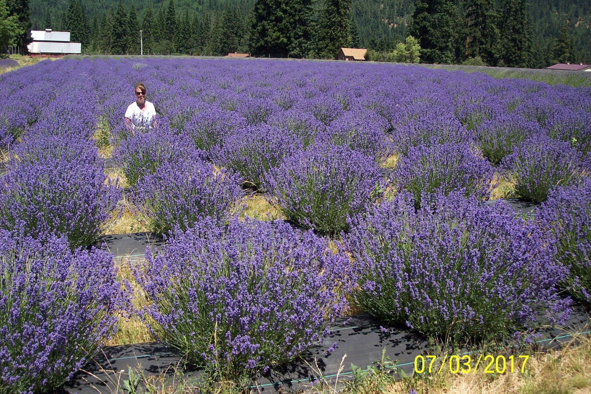 7 Lavender Farms, Fields, & Festivals in Oregon • Small Town Washington
