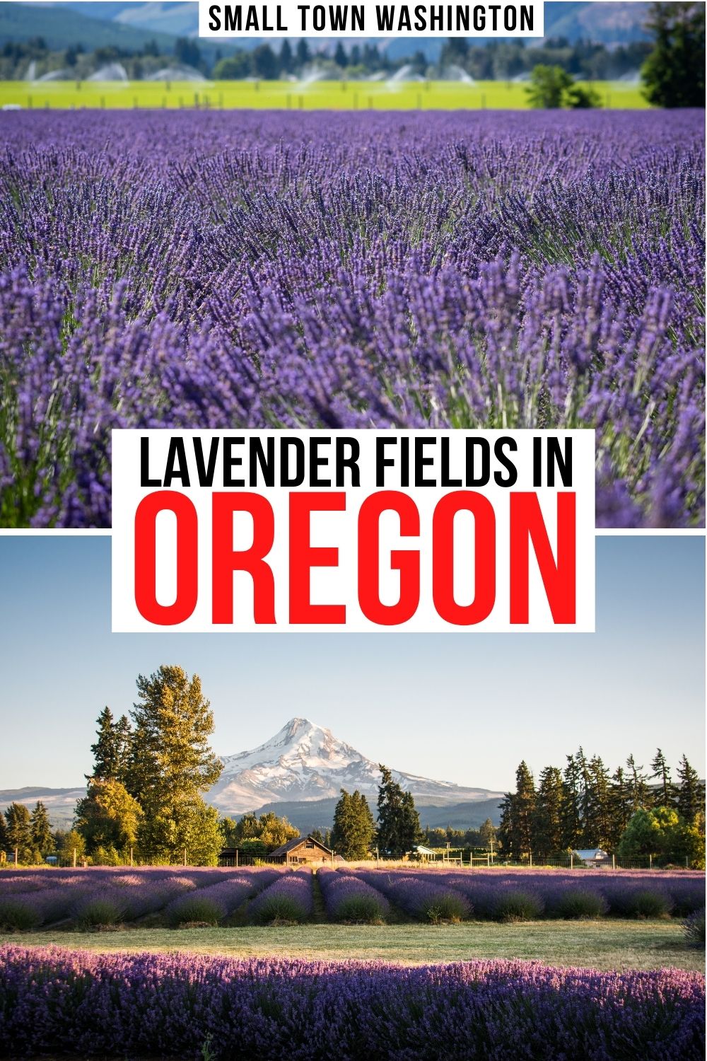 7 Lavender Farms, Fields, & Festivals in Oregon • Small Town Washington