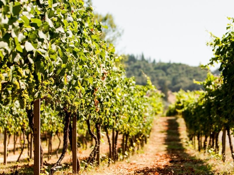9 Outstanding Oregon Coast Wineries to Try • Small Town Washington